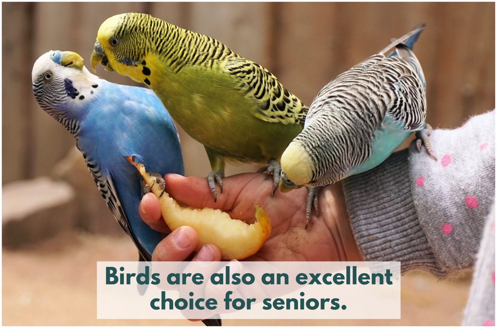 A Great Guide to Choosing the Right Pet for Seniors - My Seniors World